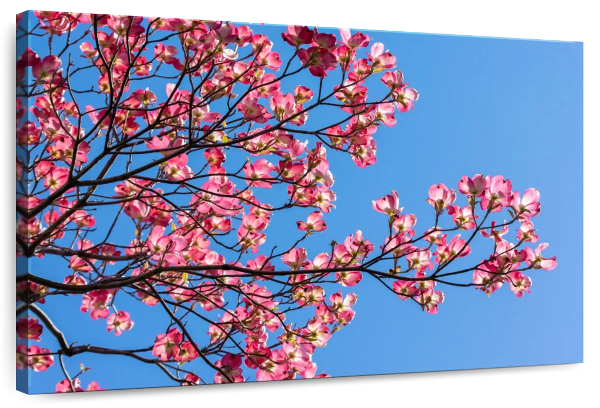 Hokku Designs Pink Spring Dogwood | Wayfair