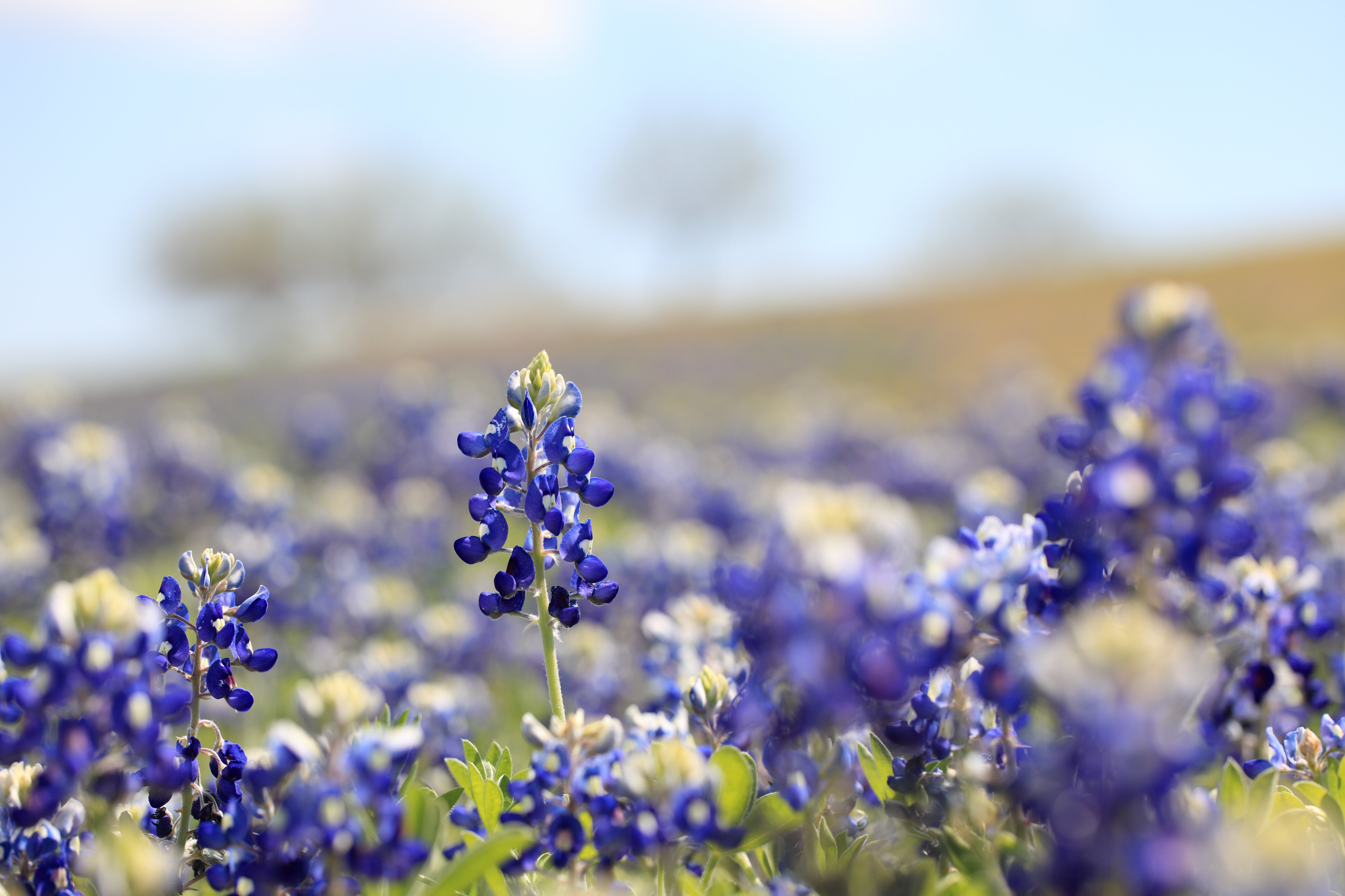 Hokku Designs Field of Bluebonnets - Wrapped Canvas Photograph | Wayfair