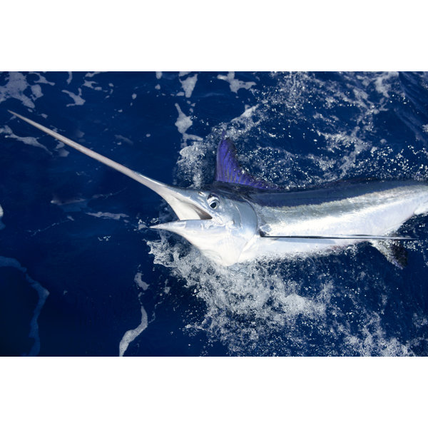 Highland Dunes Beautiful White Marlin Real Billfish - Wayfair Canada