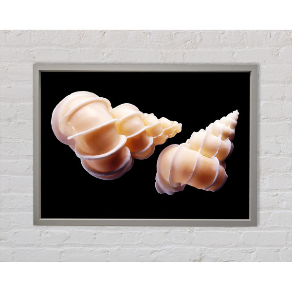 Bright Star Beautiful Shell Duo - Single Picture Frame Print on Canvas ...