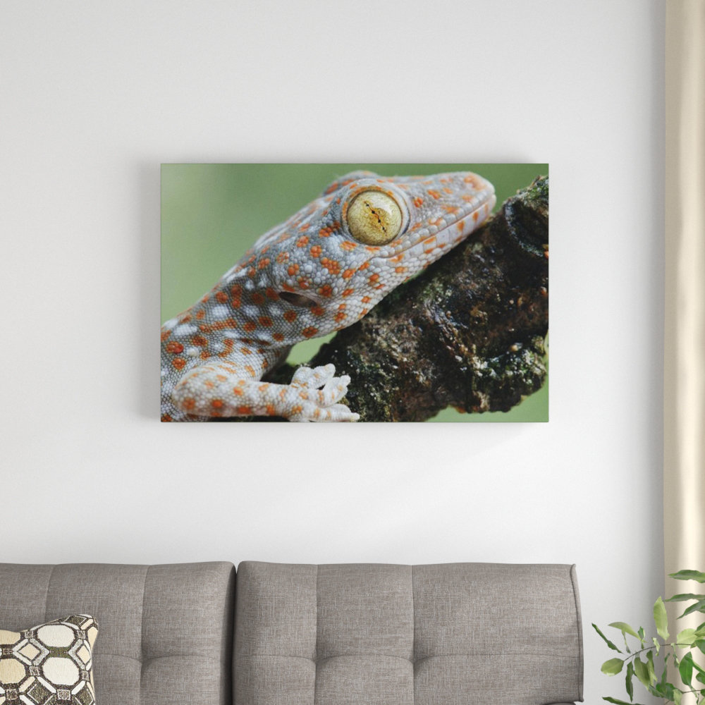 East Urban Home 'Tokay Gecko Juvenile Showing Vertical Pupil ...