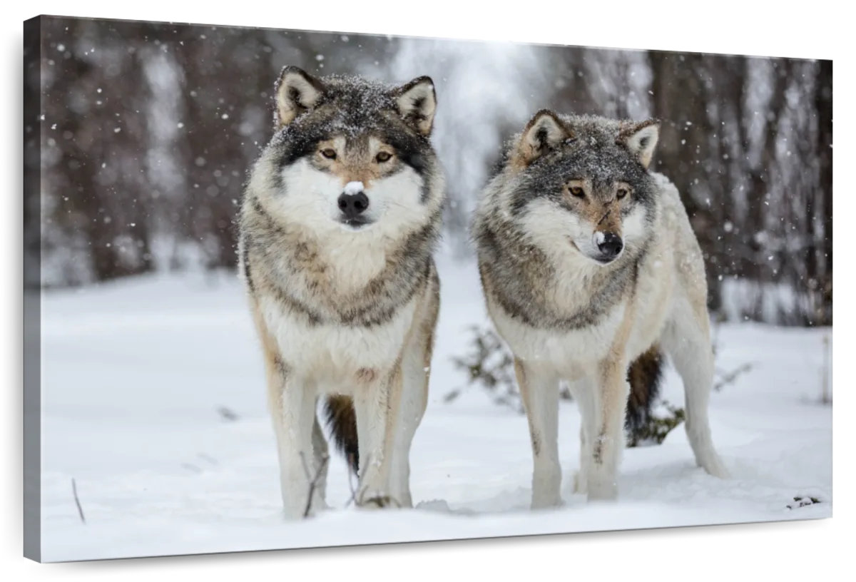 Ebern Designs Wolves In Langedrag Nature Park | Wayfair