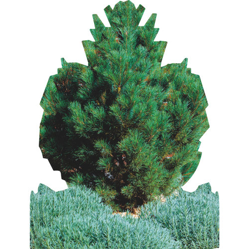 Wet Paint Printing SP13307 Garden Bush Plant Group Cardboard Cutout ...