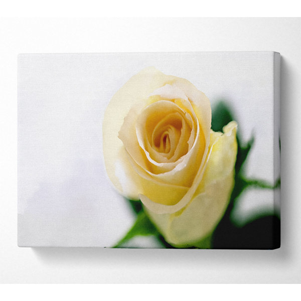 Fairmont Park Single Cream Rose - Wrapped Canvas Print | Wayfair.co.uk