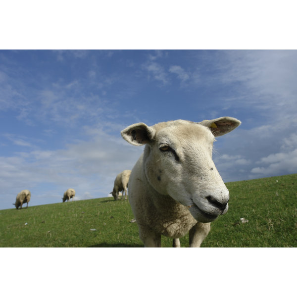 Brambly Cottage Mrs Sheep by Ictor - Print | Wayfair.co.uk