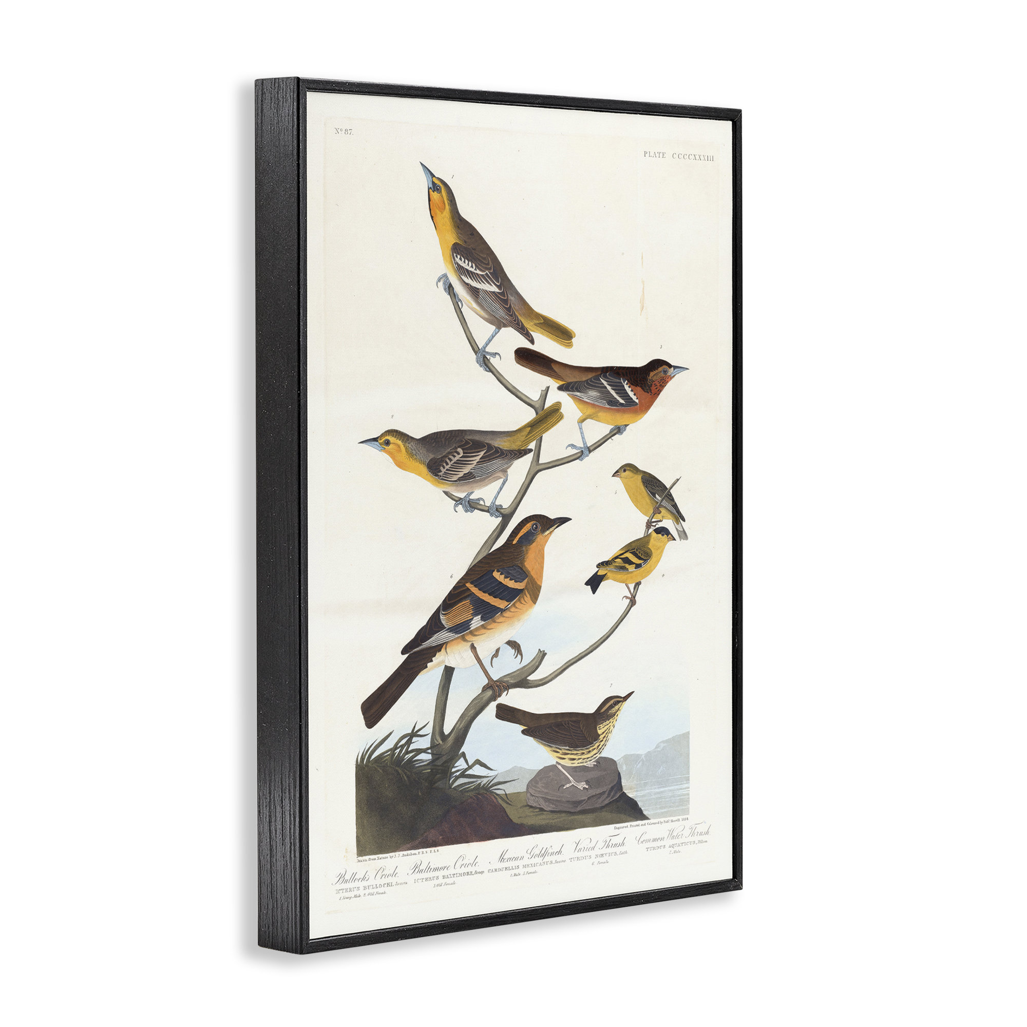 Stupell Industries Classic Bullock's Oriole Study Black Framed Giclee ...