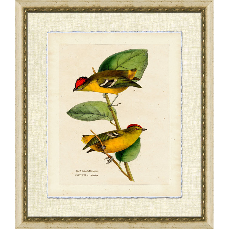 Wendover Art Group 'Short Tailed Manakin' Framed Graphic Art Print ...