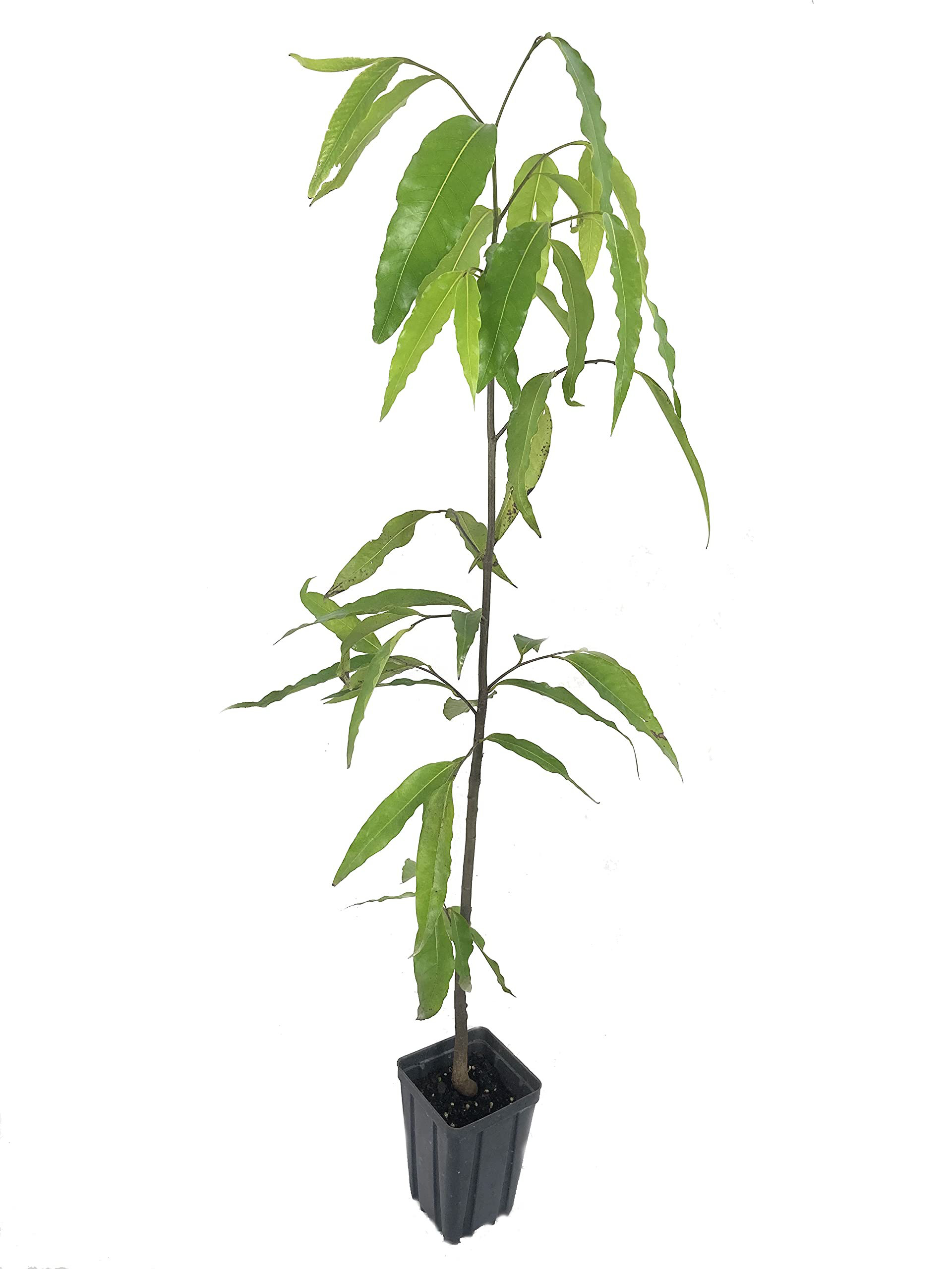 Wekiva Foliage LLC Mast Tree - Live Plant in a 4 Inch Growers Pot ...