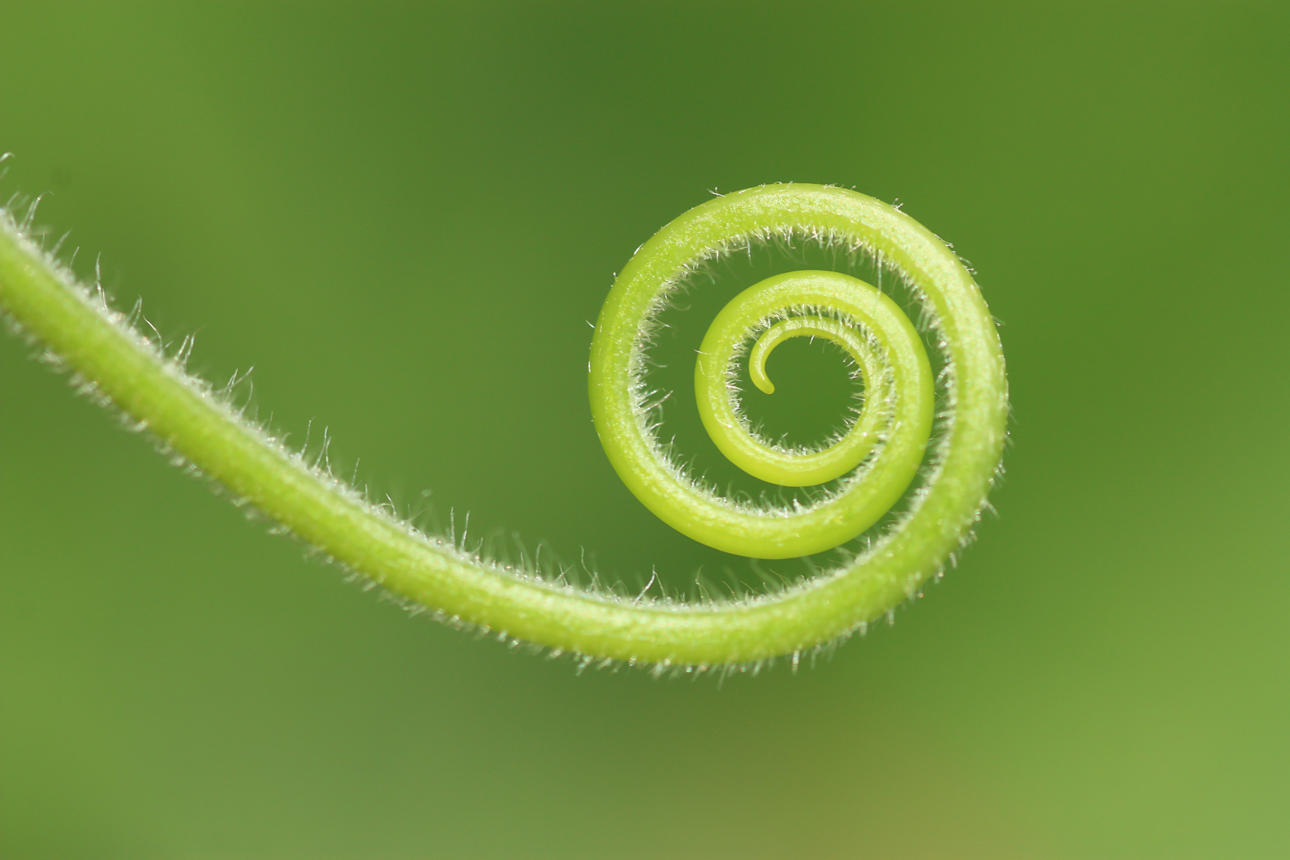 Hokku Designs Closeup of a Fern Unrolling - Photograph on Canvas | Wayfair
