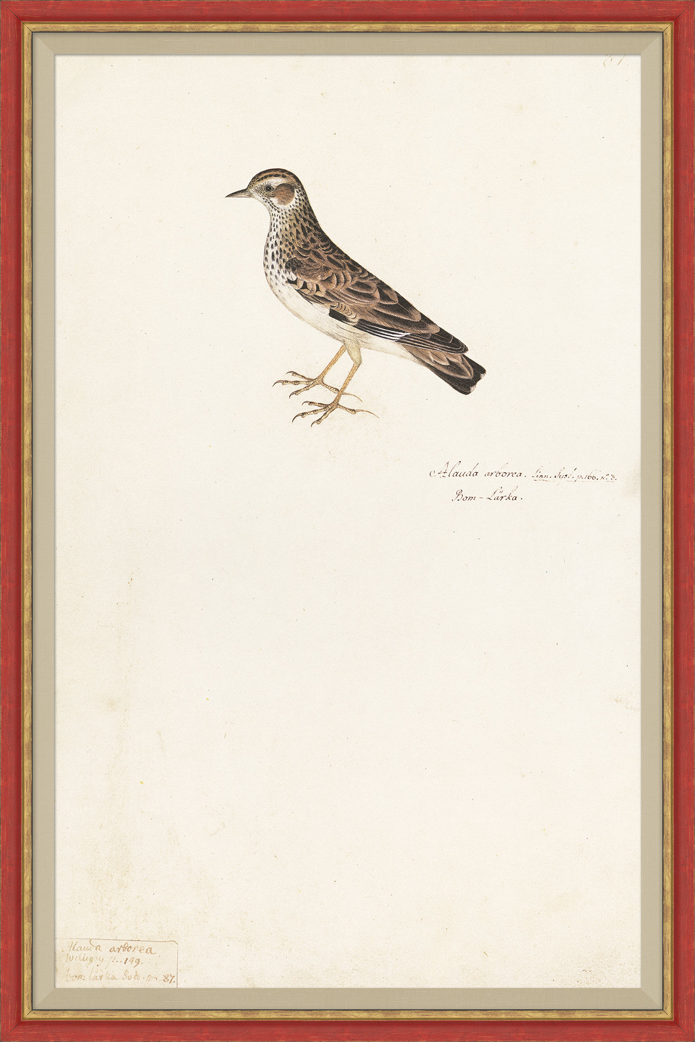 Soicher Marin 18th Century Bird Re-Strikes XIV - Single Picture Frame ...