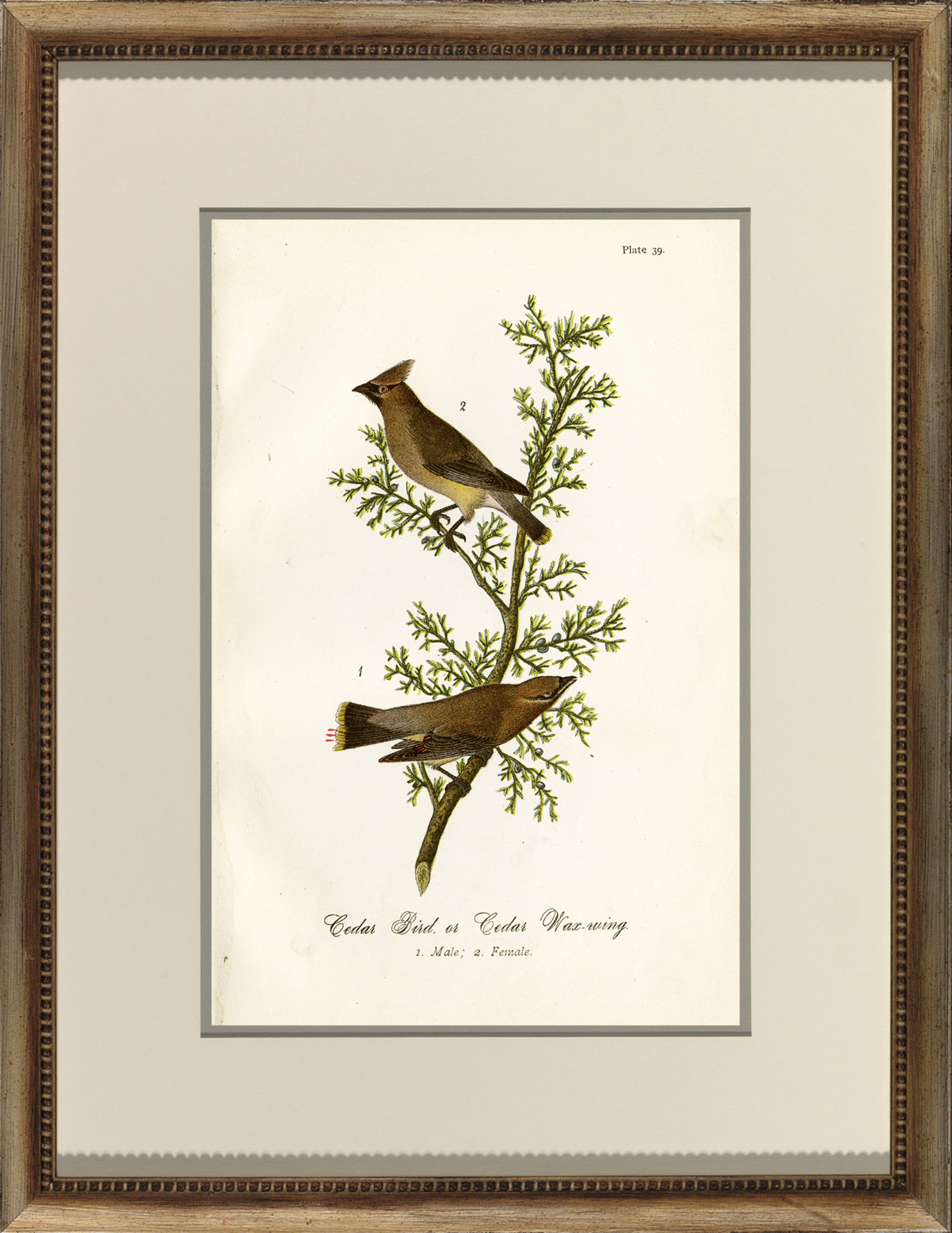 Wendover Art Group B703 Bird - Picture Frame Graphic Art | Wayfair