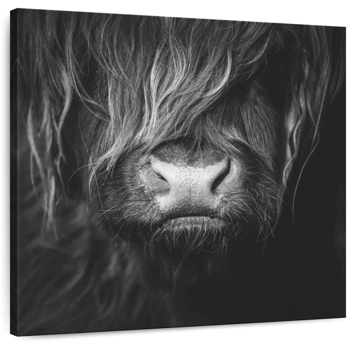 Elephant Stock Highland Cow Face - Wayfair Canada
