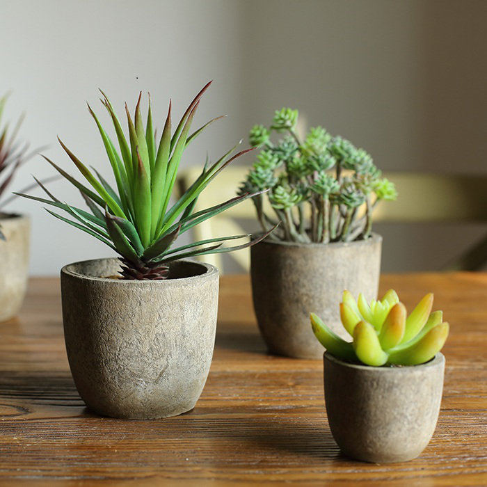 Ivy Bronx 5 Piece Rustic Artificial Randomly Picked Desktop Succulent ...