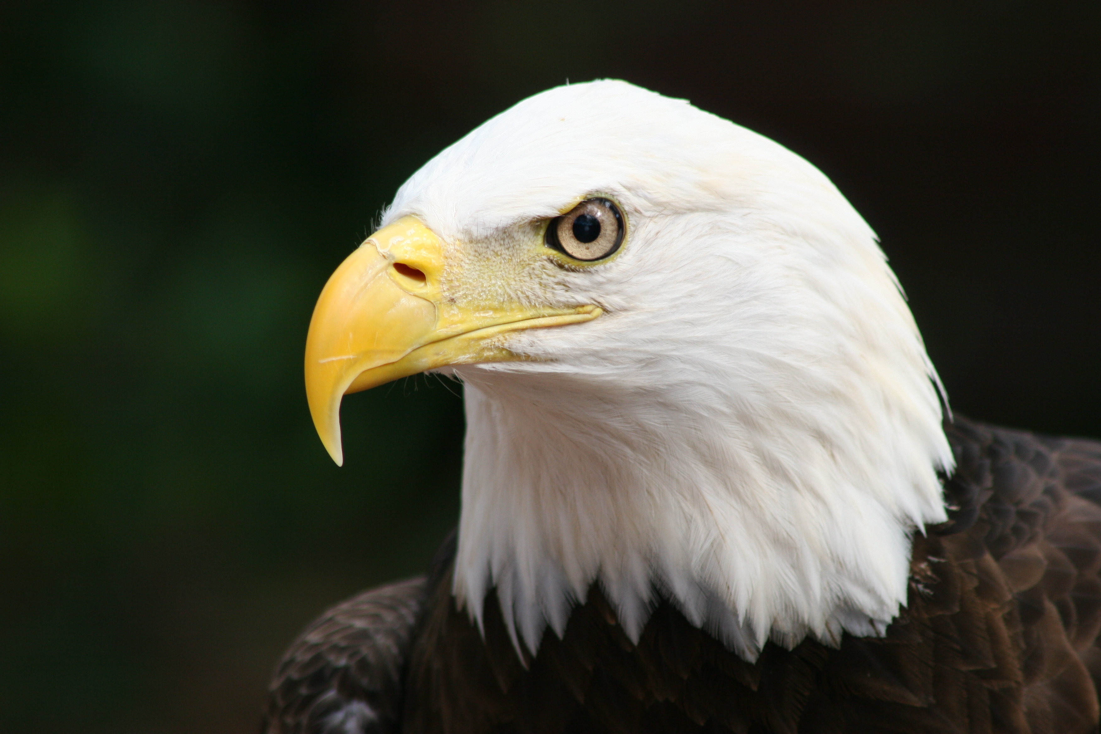 Millwood Pines American Bald Eagle by Loriskelton - Wrapped Canvas ...