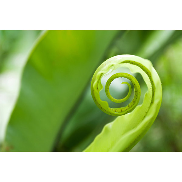 Latitude Run Aubre Aubre Unfurling Fern Tip - Wrapped Canvas Photograph ...