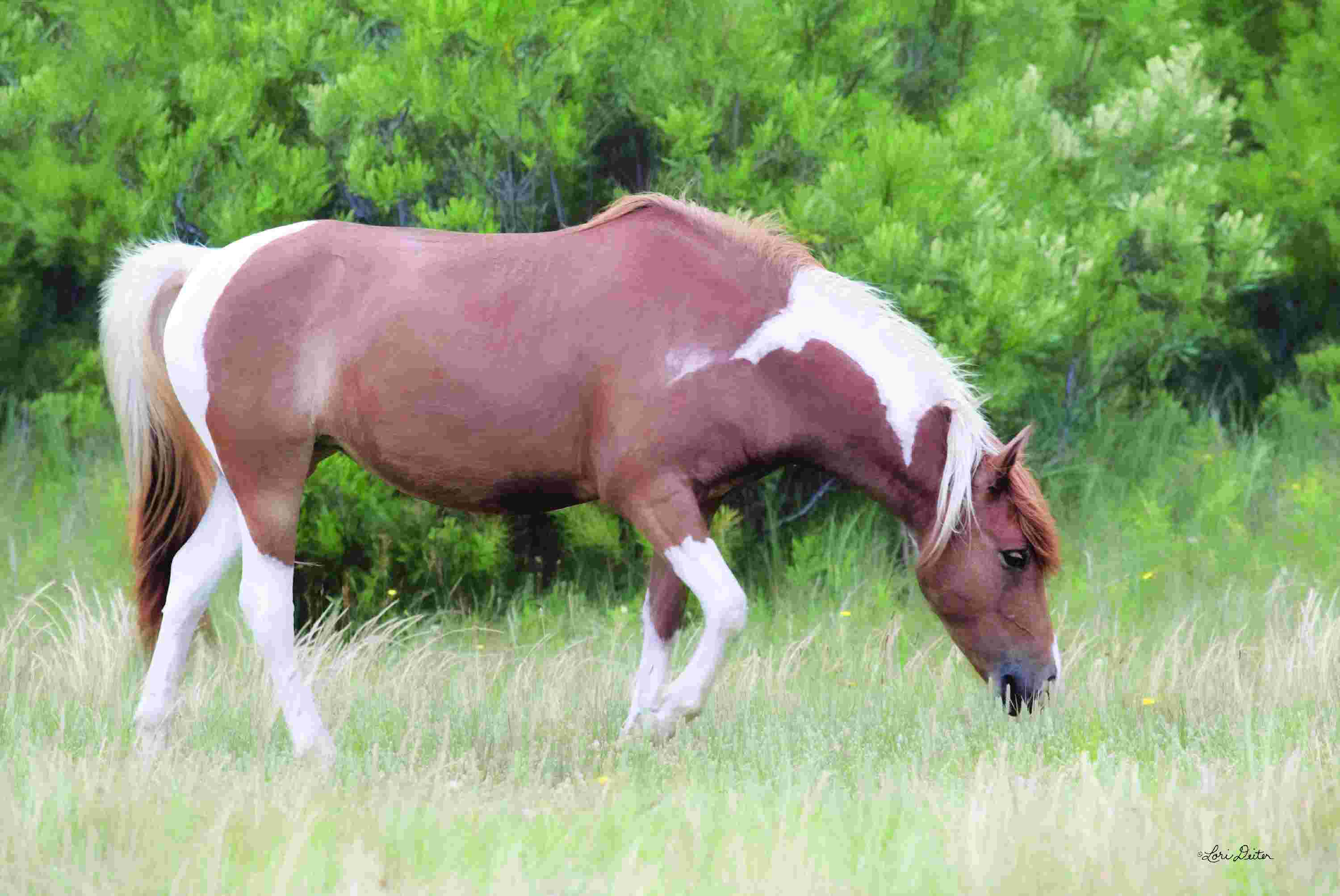 Rosalind Wheeler Assateague Horse by Lori Deiter - Wrapped Canvas Print ...