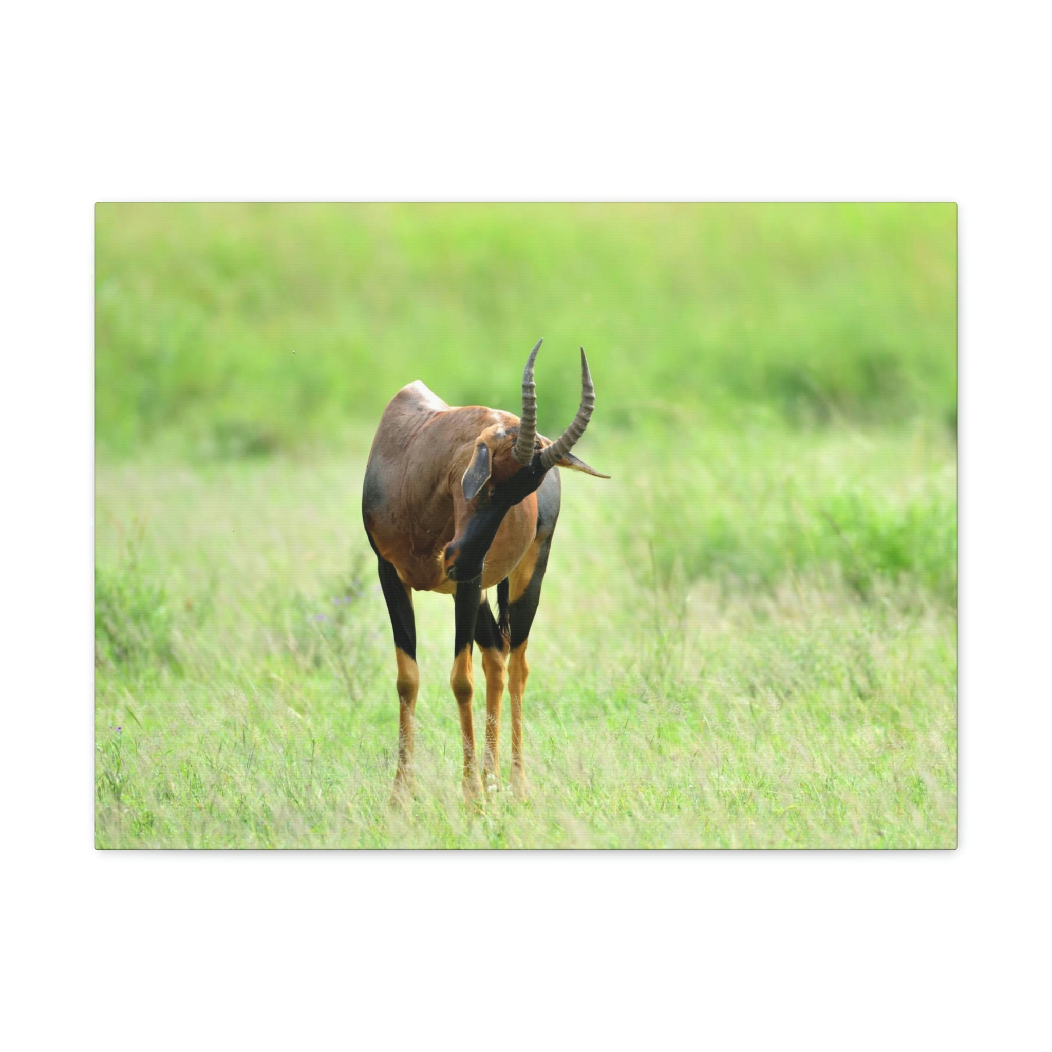 Ebern Designs Antelope Hunting Antelope on Hunt Print Animal Wall Art ...
