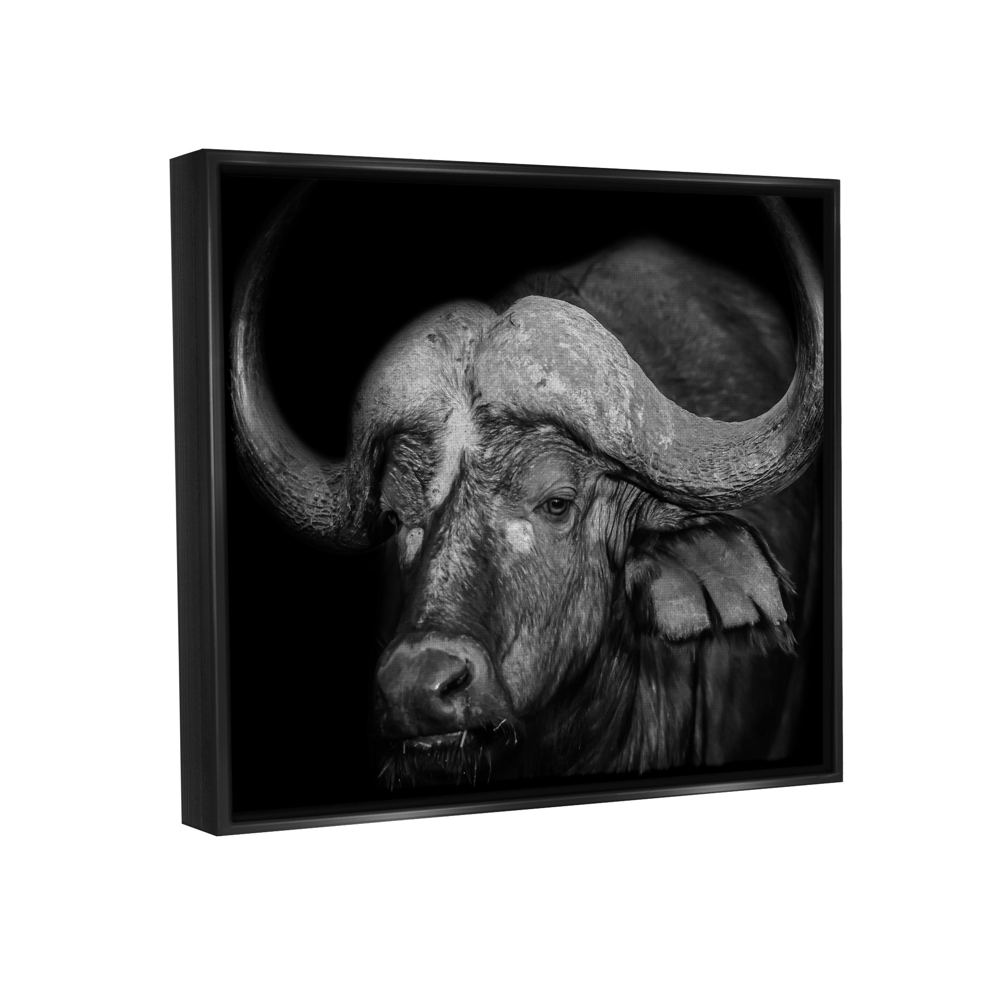 Gracie Oaks Dark Buffalo Photography Framed Floater Canvas Wall Art ...