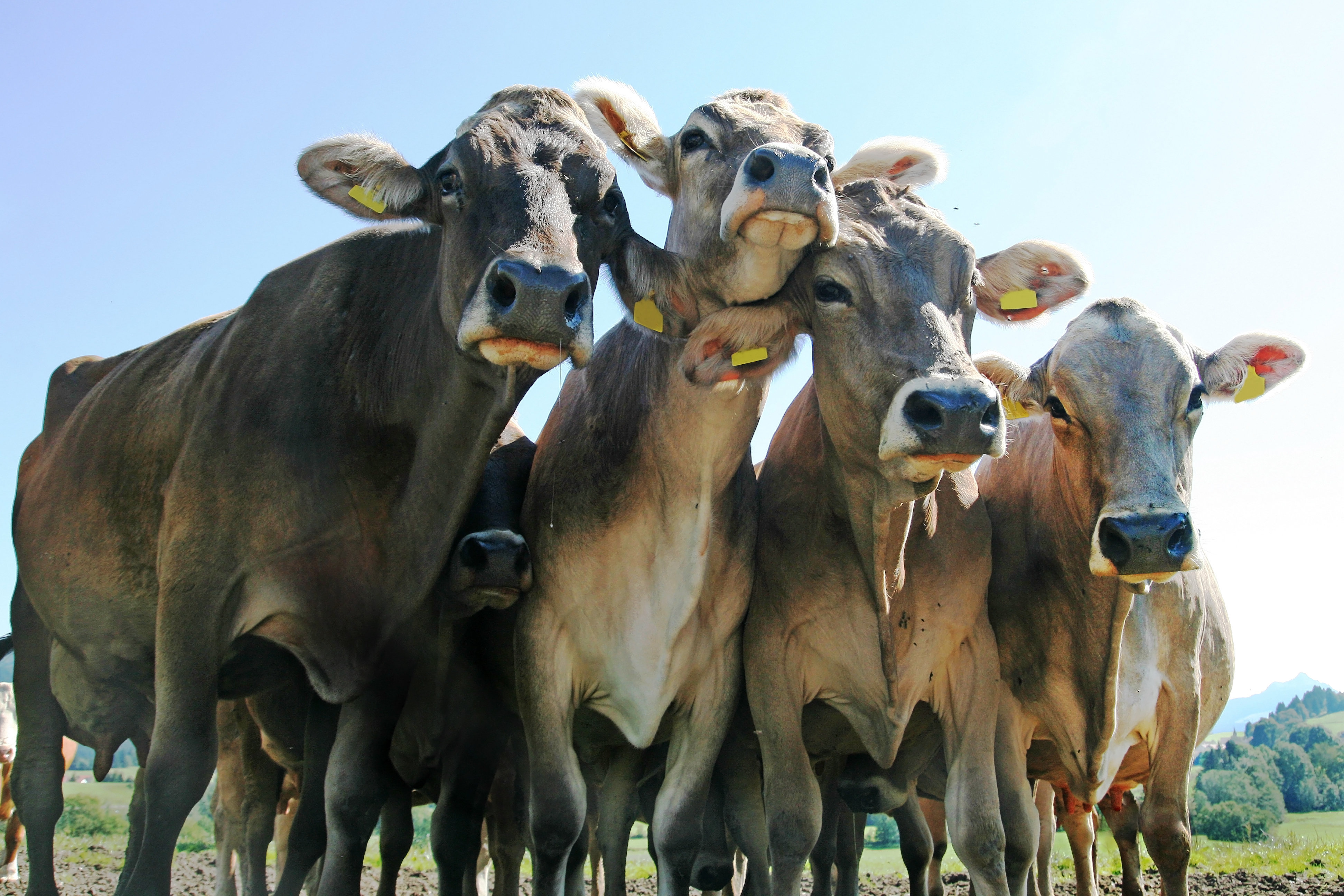 Gracie Oaks Group of Jersey Cows by Astrid - Wrapped Canvas Photograph ...