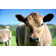17 Stories Murray Grey Cross Angus Calf by Bloodstone - Wrapped Canvas ...