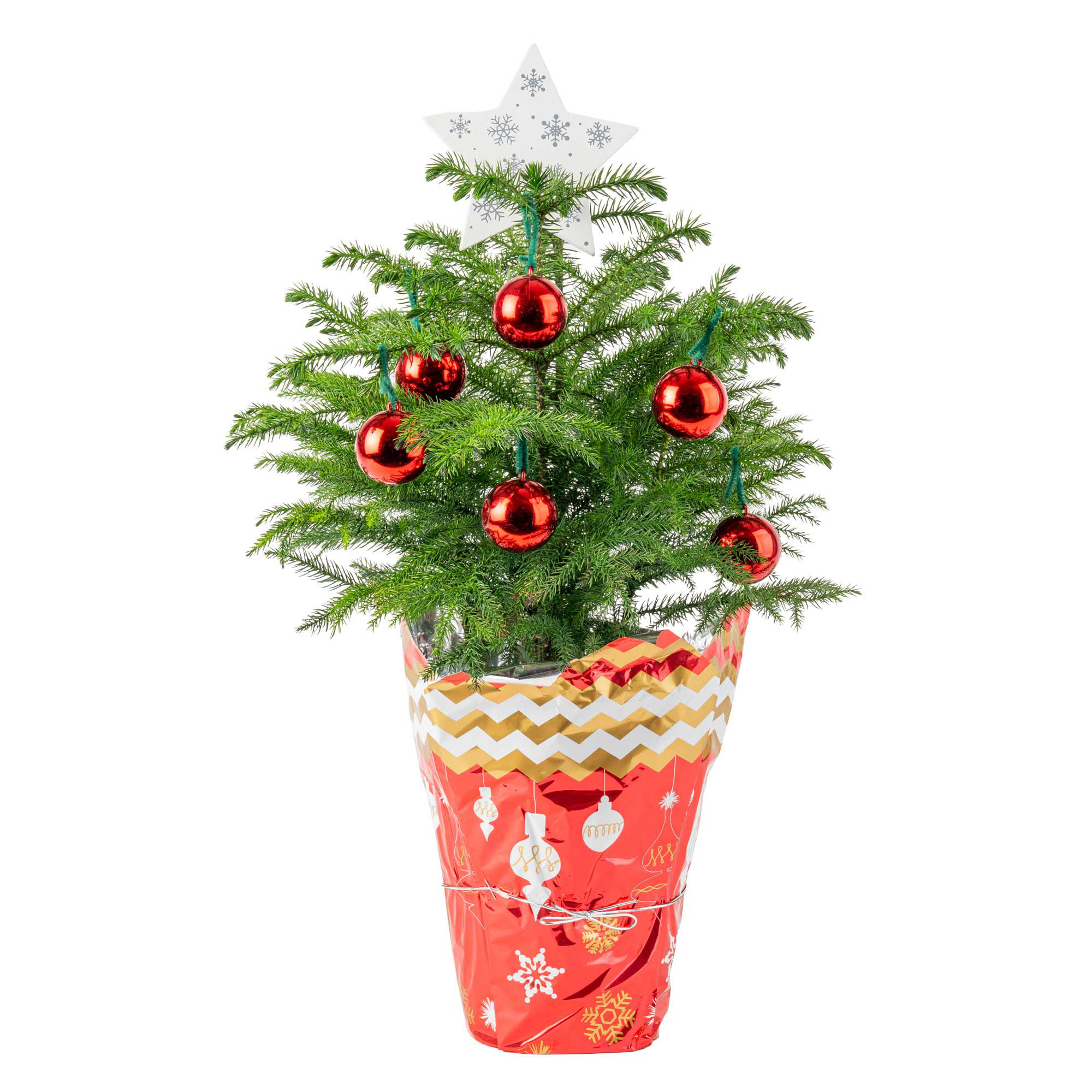 Costa Farms Indoor Norfolk Island Pine House Plant in 6-inch Holiday ...