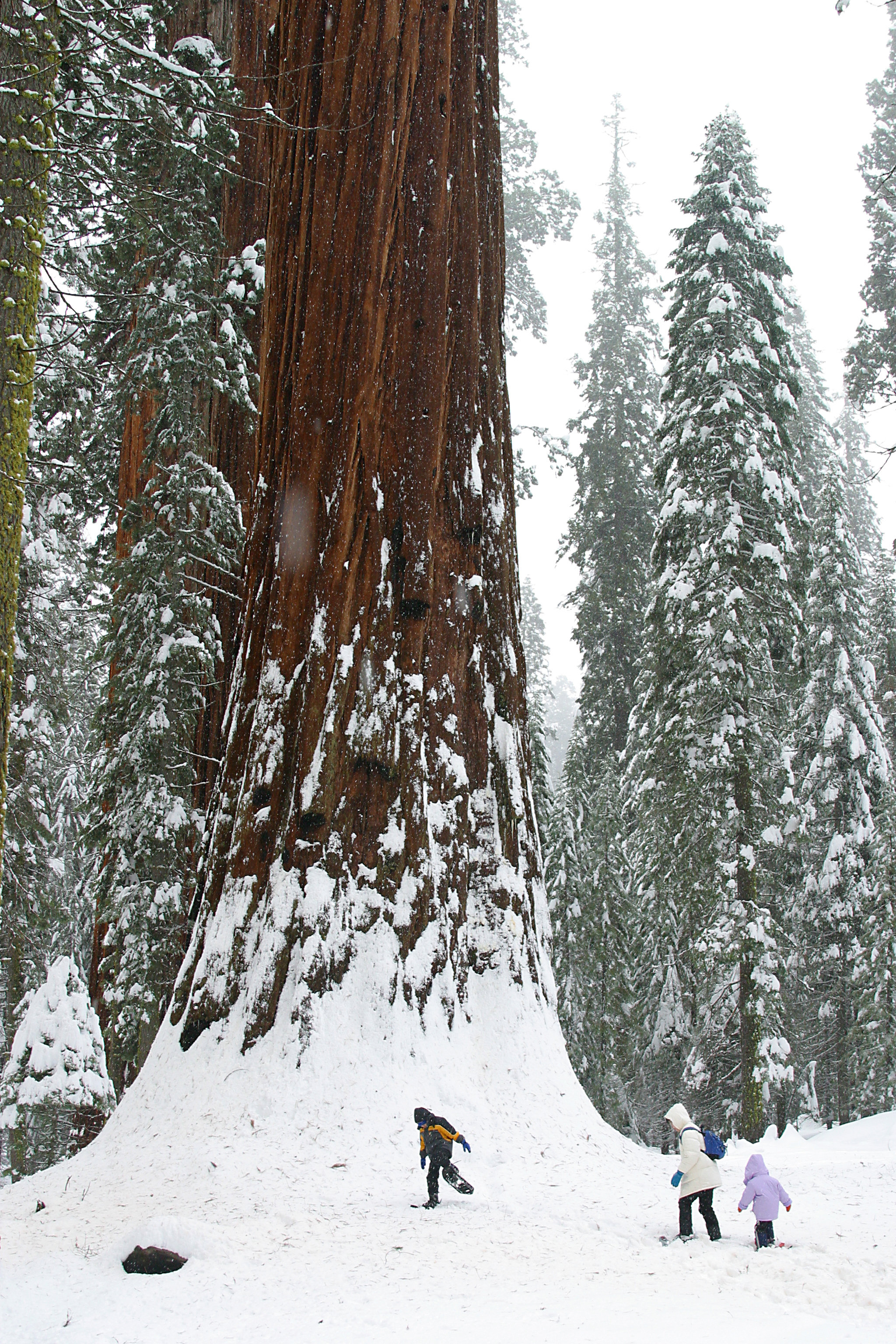 Alpen Home Winter In Sequoia National Park By Yenwen Print Wayfair
