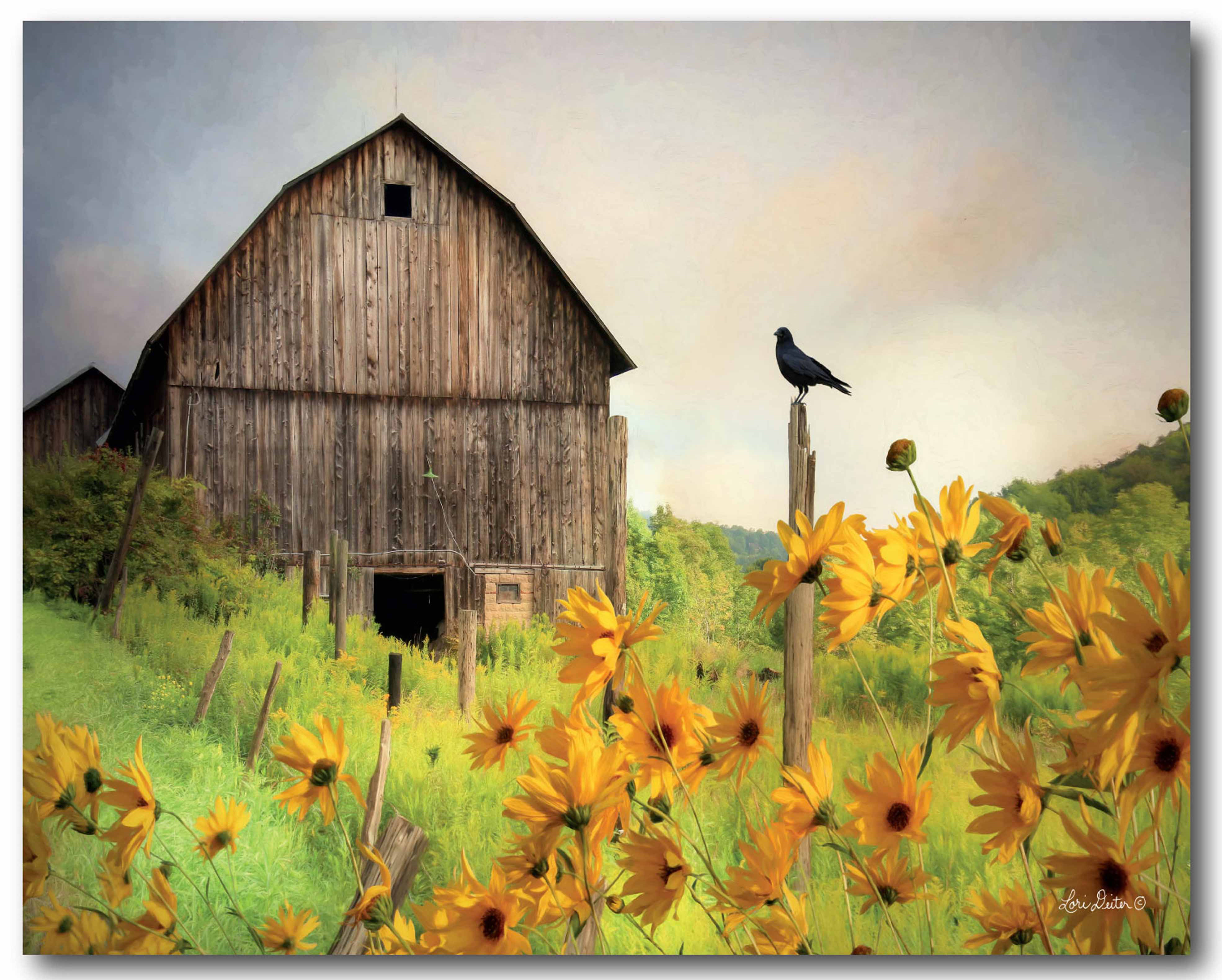 August Grove® 'Farm & Sunflower' Photographic Print on Canvas & Reviews ...