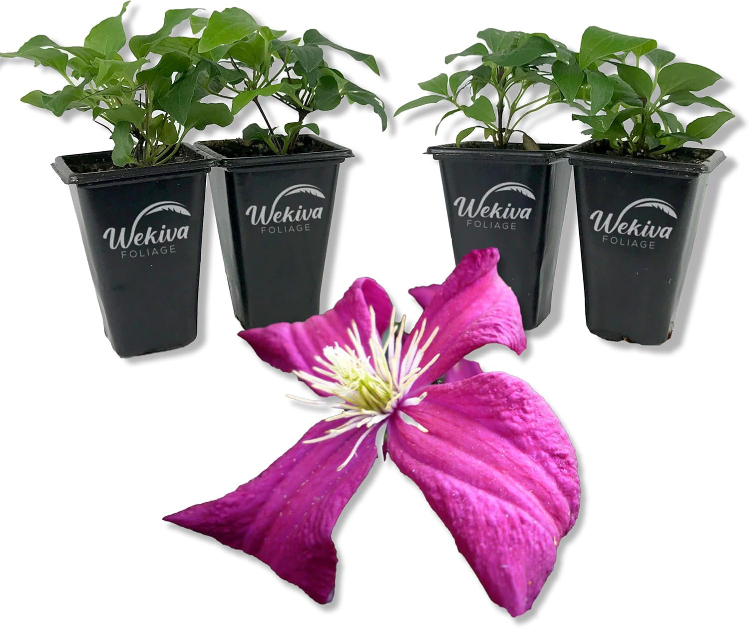 Wekiva Foliage LLC Clematis Sunset - Live Starter Plants in 2 Inch ...