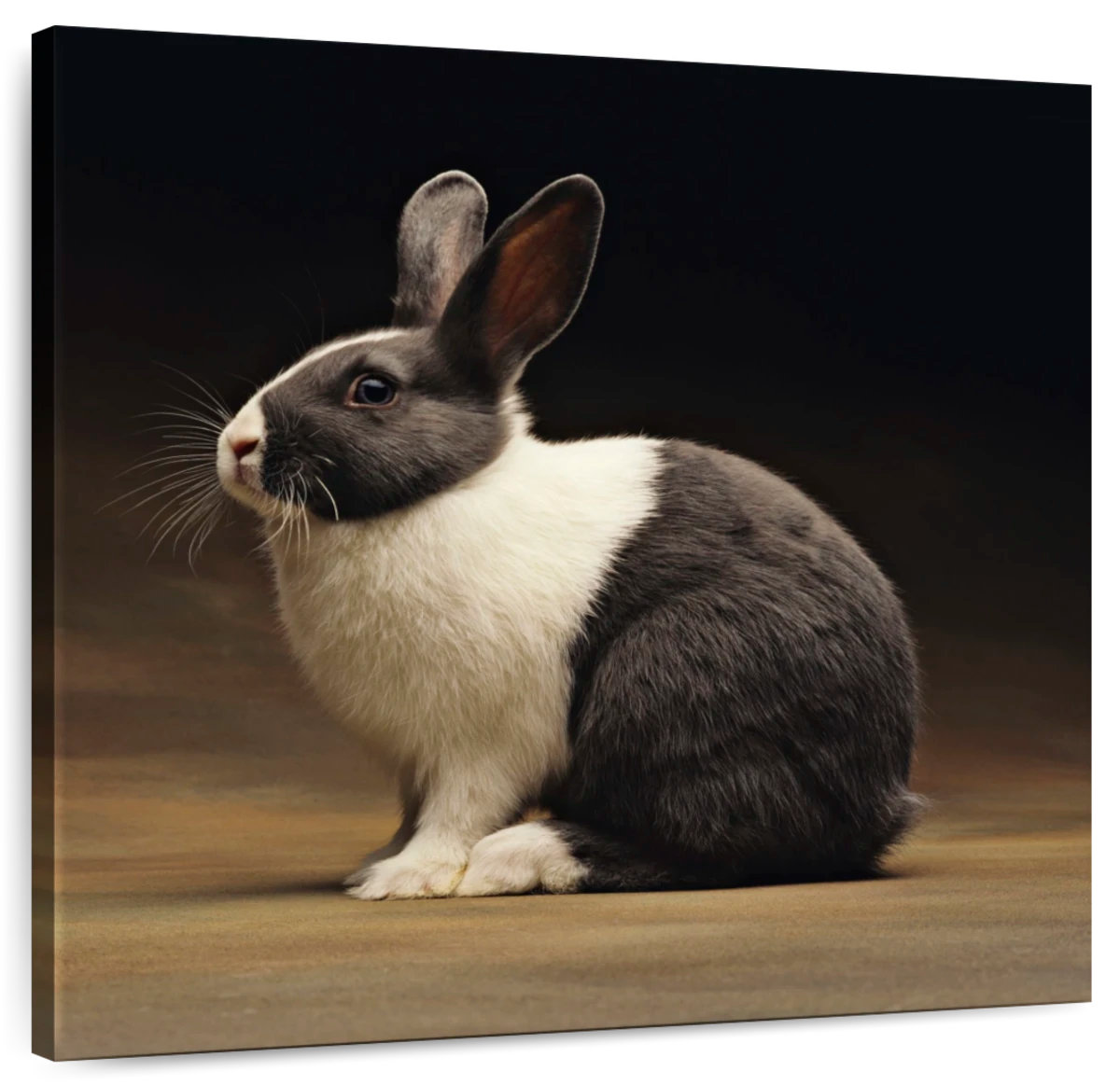 August Grove® Black And White Rabbit | Wayfair