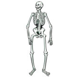 Skeleton | Wayfair