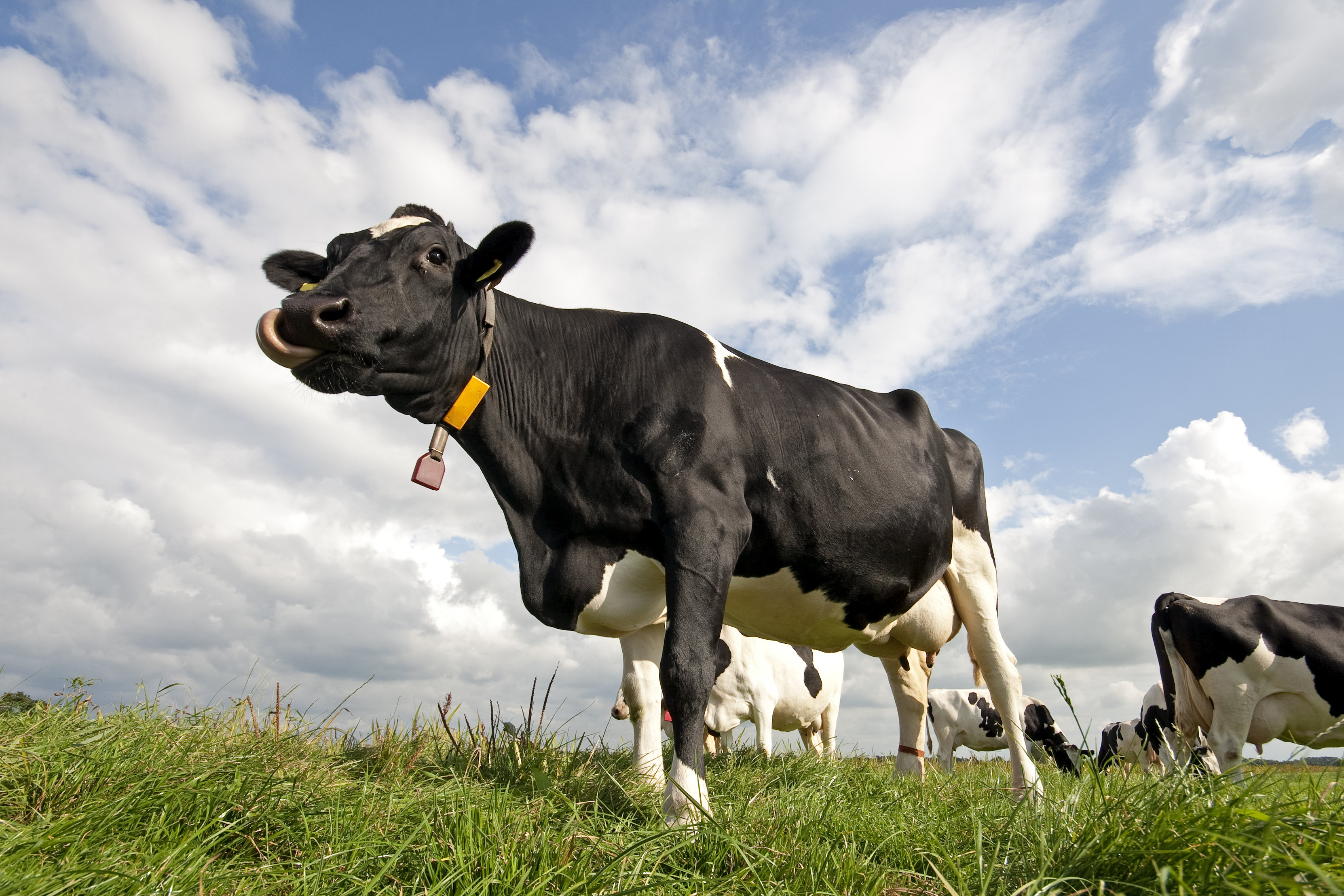 Gracie Oaks Cow Standing by Steeric - Wrapped Canvas Photograph | Wayfair