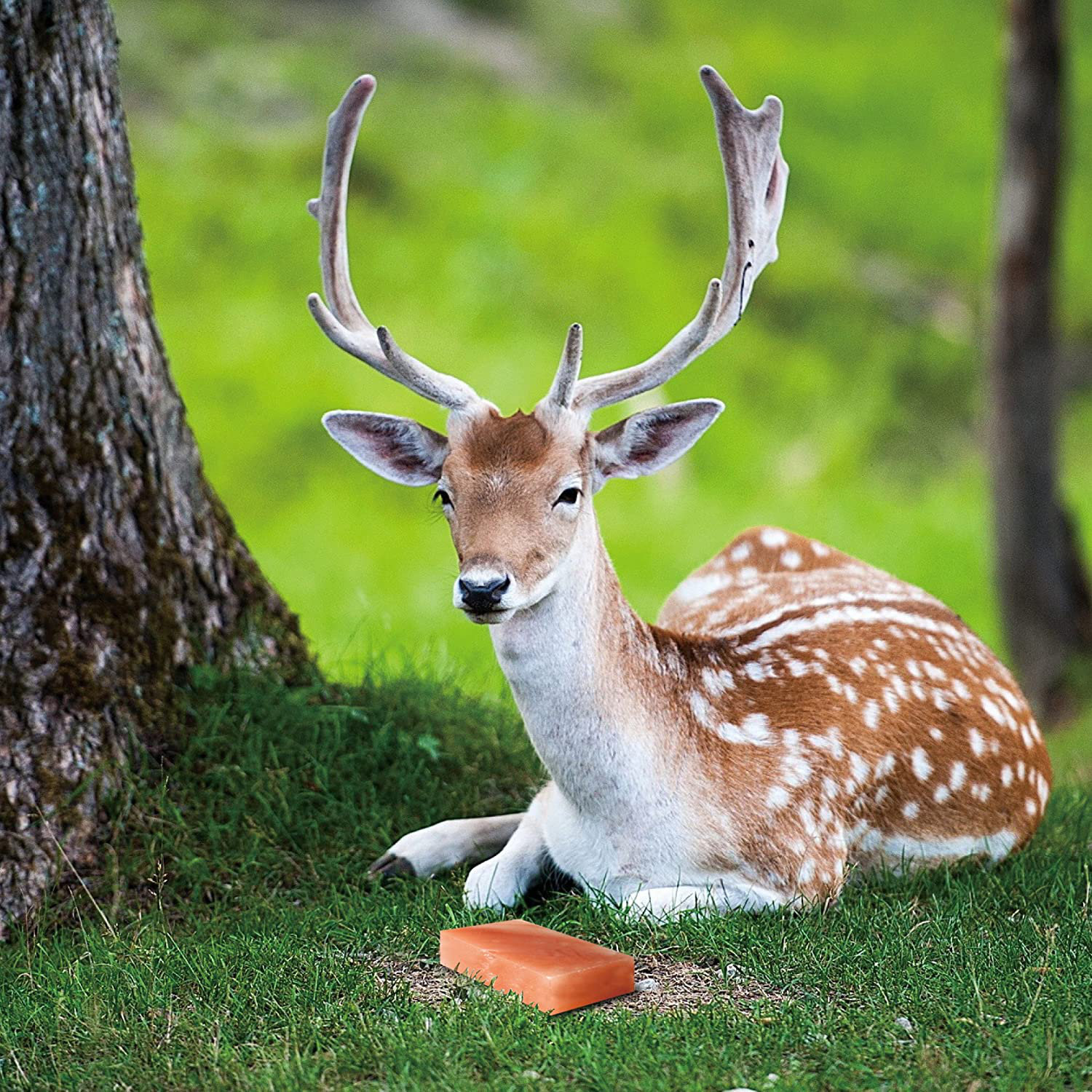 Arlmont & Co. Himalayan Nature 100% Natural Himalayan Rock Deer Salt ...