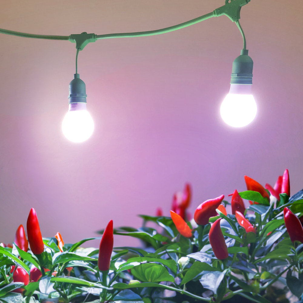 Miracle LED Pepper Grow Light Kit (Fruits / Vegetables) | Wayfair