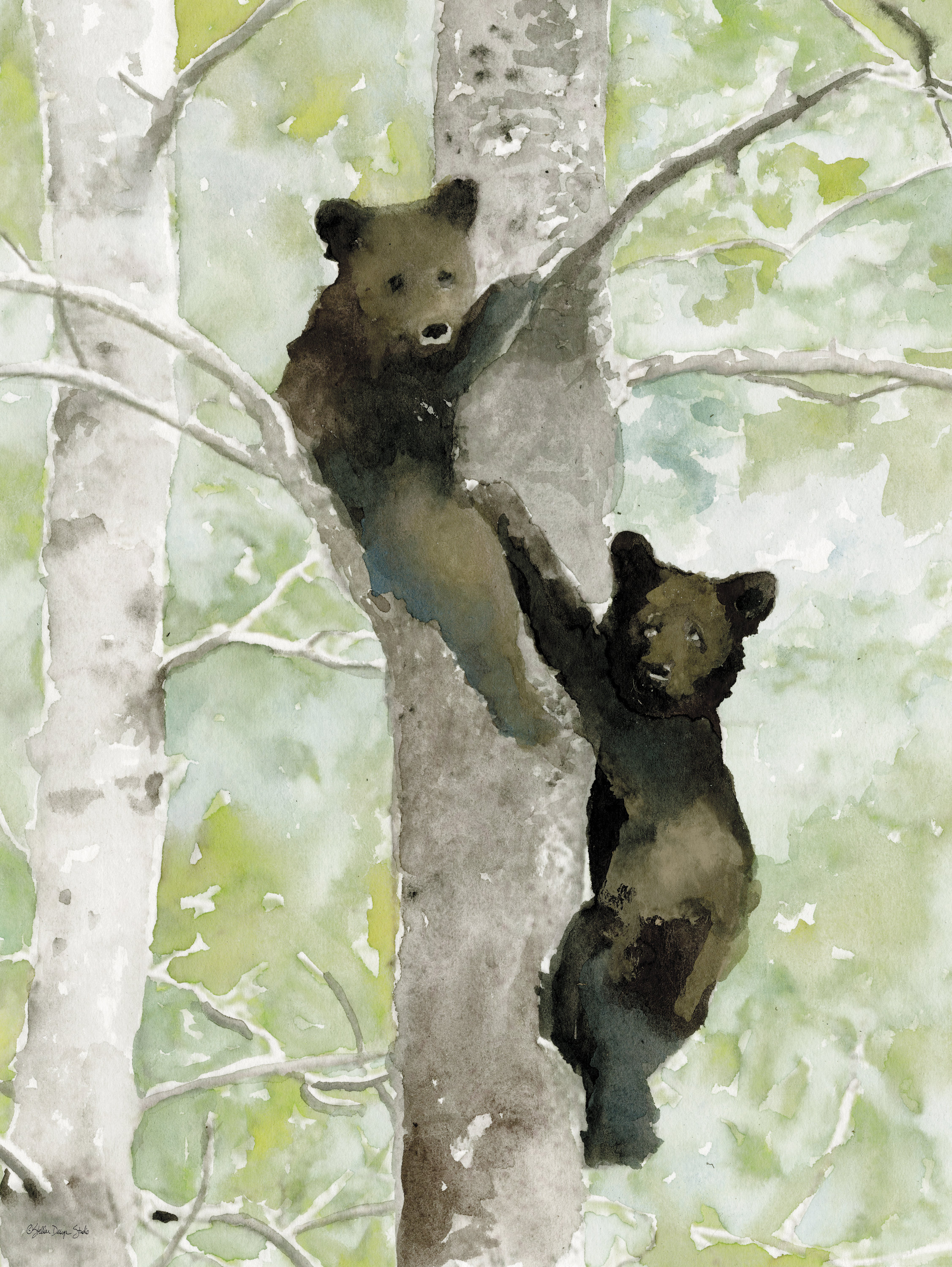 black bear design studio