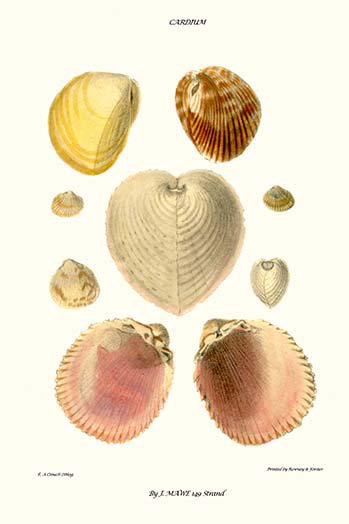 Buyenlarge 'Cockle Shells' Graphic Art Print | Wayfair