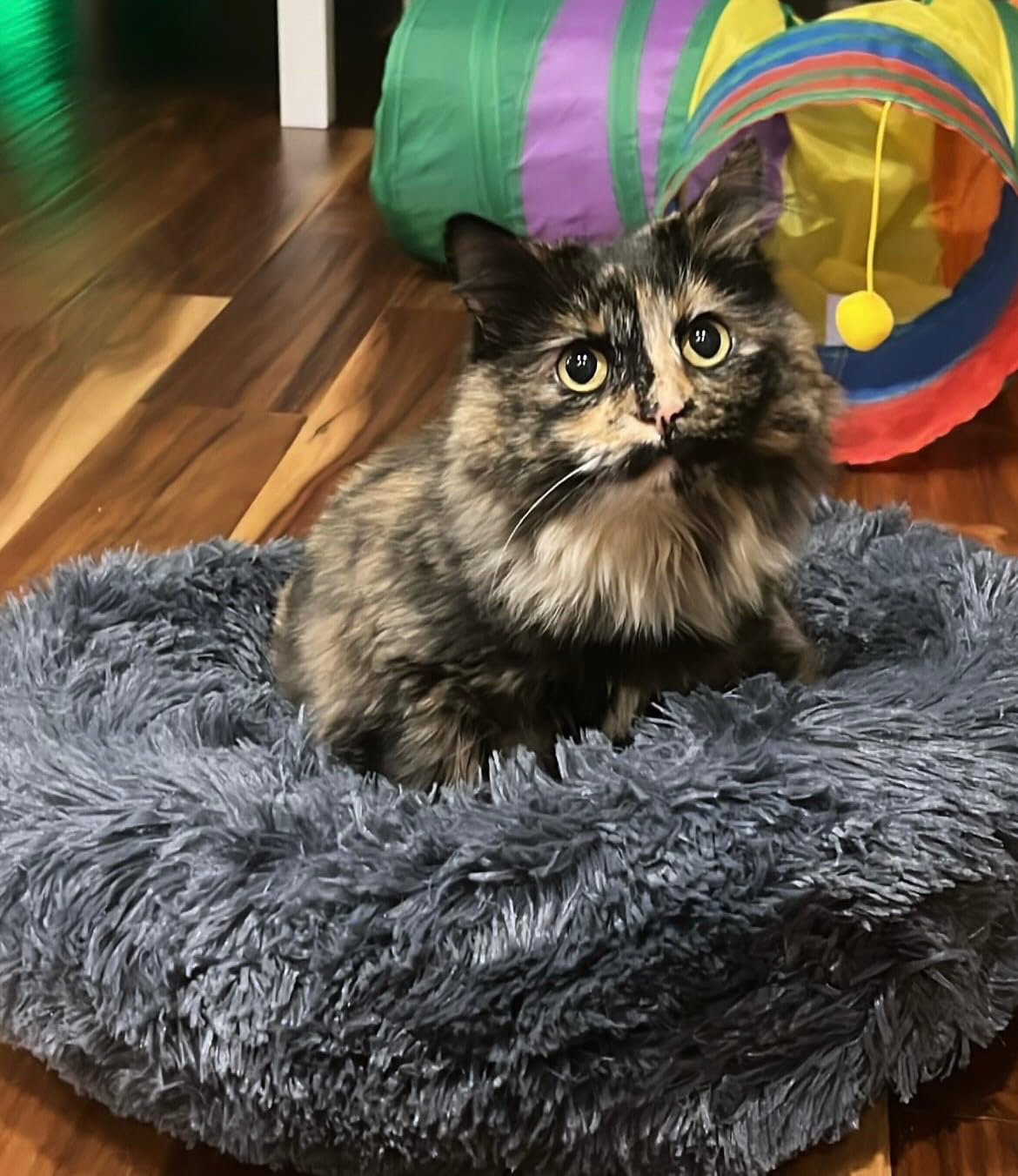 Tucker Murphy Pet™ Cat Beds,Round Pet Bed Non-Slip,Plush Donut Cuddler ...