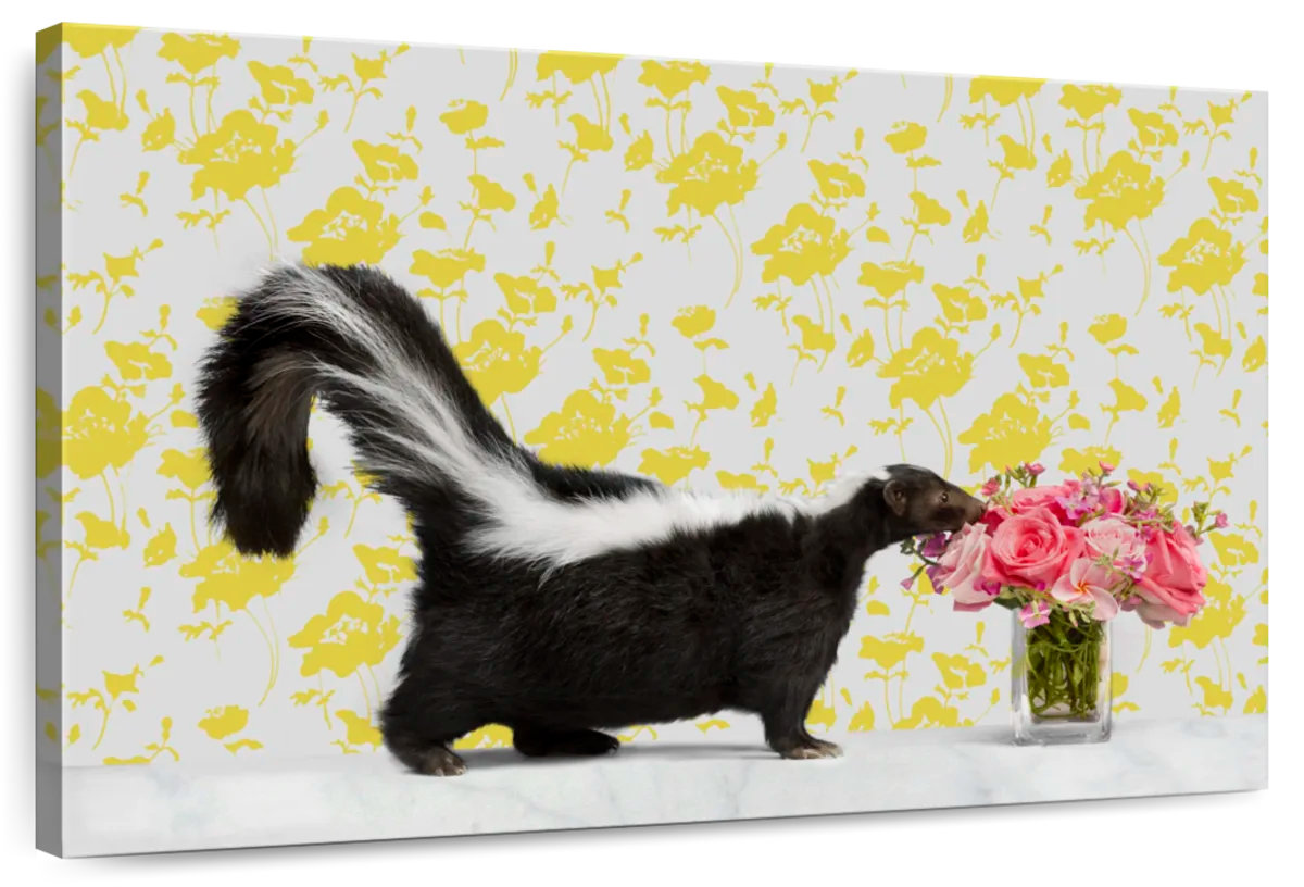 Ebern Designs Skunk And Roses | Wayfair