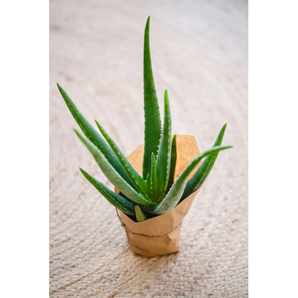 Blooming British 21102013468 | Wayfair.co.uk