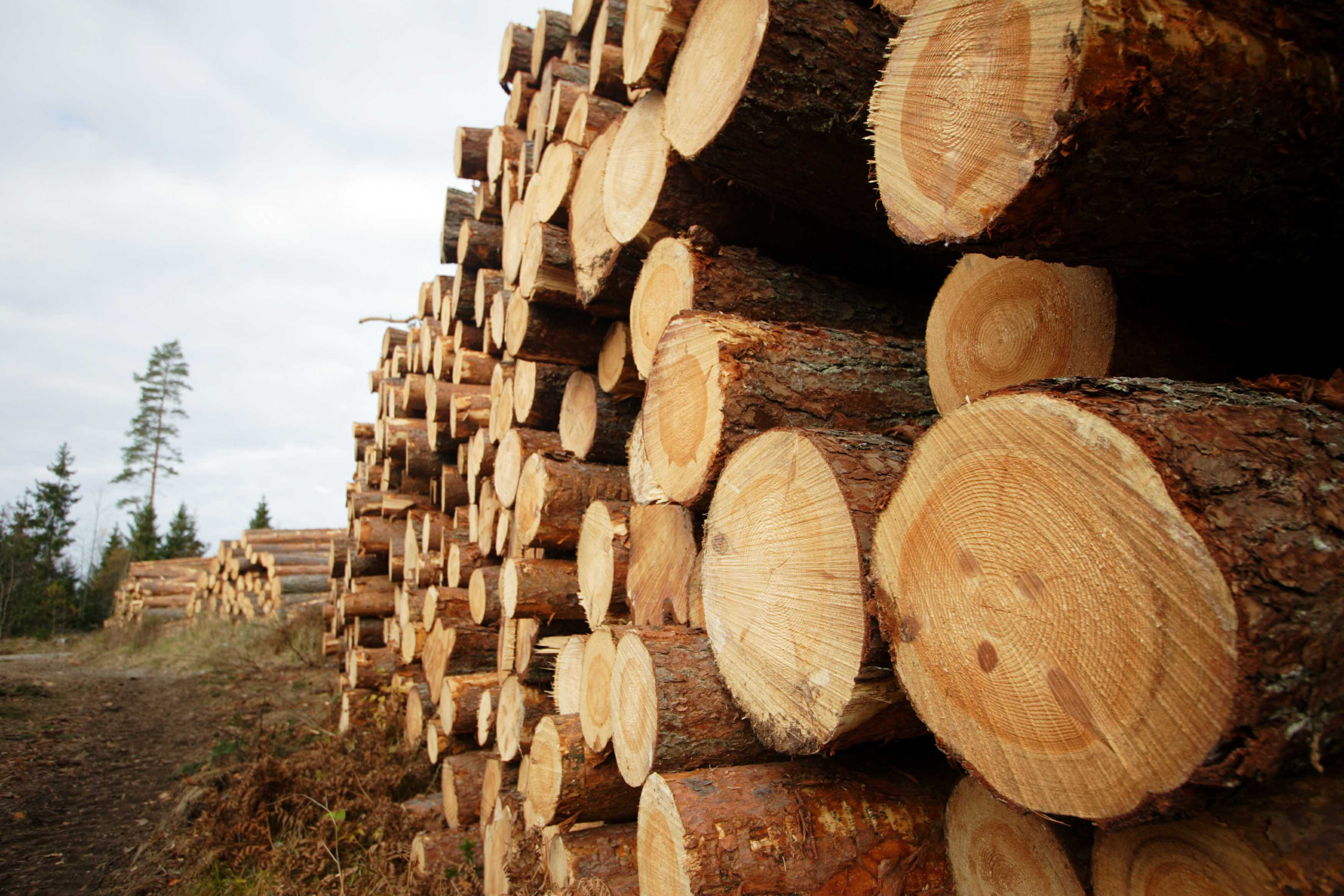 Millwood Pines Timber Yard - Wrapped Canvas Photograph | Wayfair