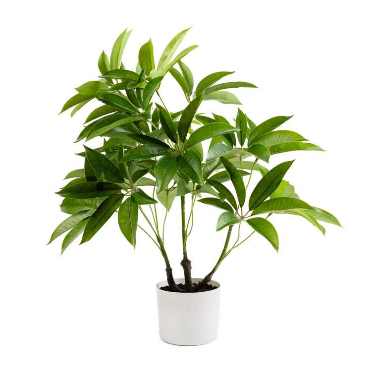 Latitude Run 60cm Faux Real Touch Schefflera / Umbrella Plant in White ...
