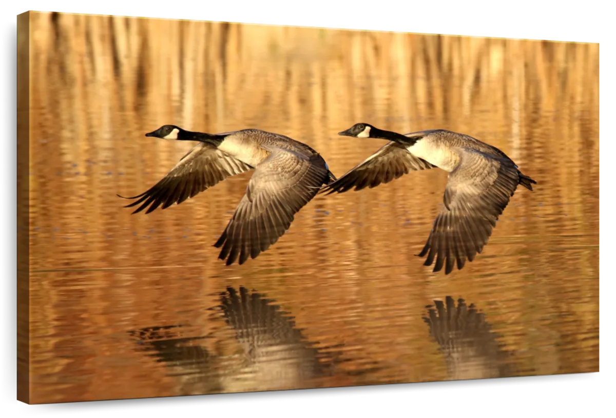 Ebern Designs Brampt Low Flying Geese | Wayfair