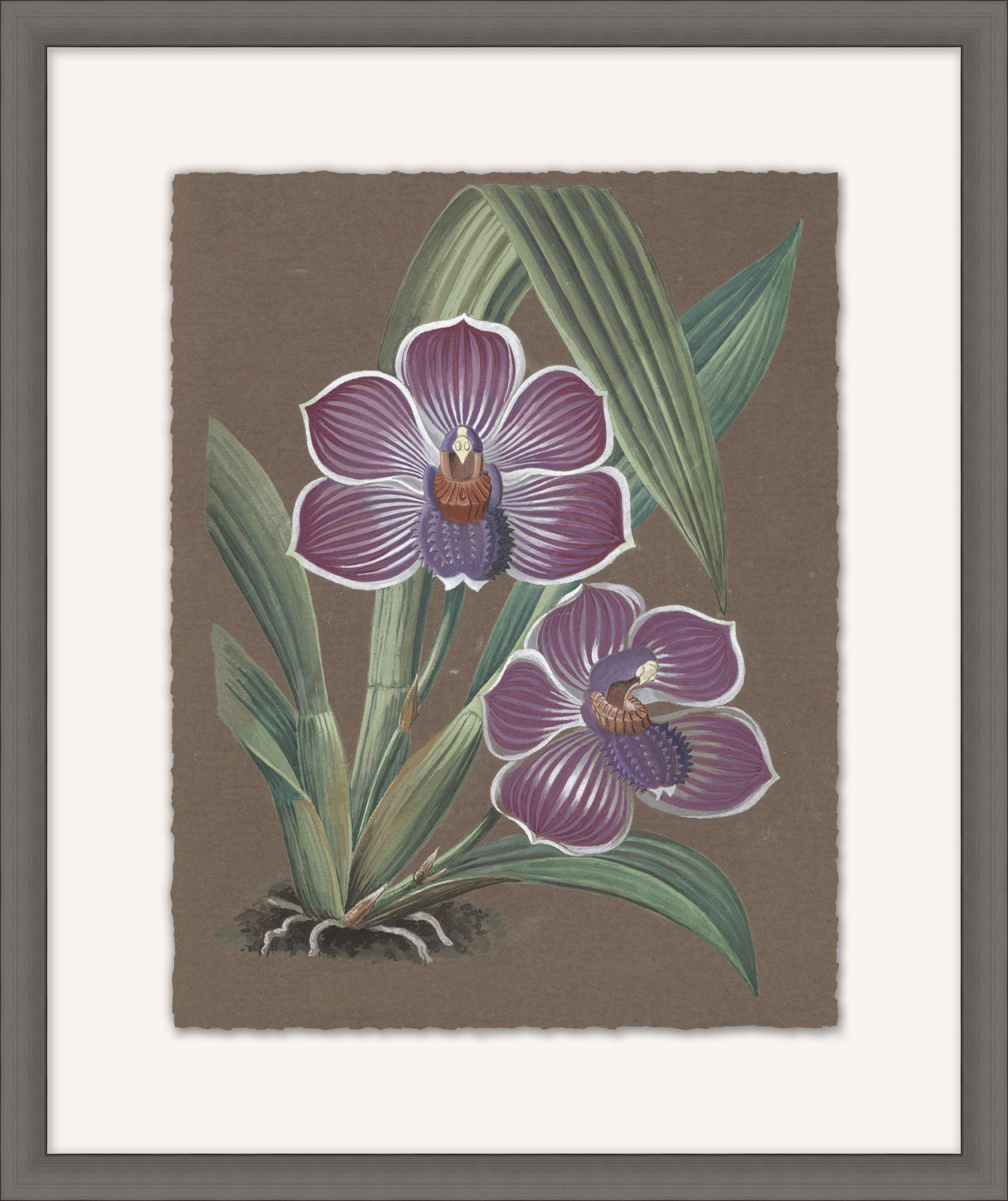 Wendover Art Group Orchid Study 7 - Picture Frame Painting on Paper ...