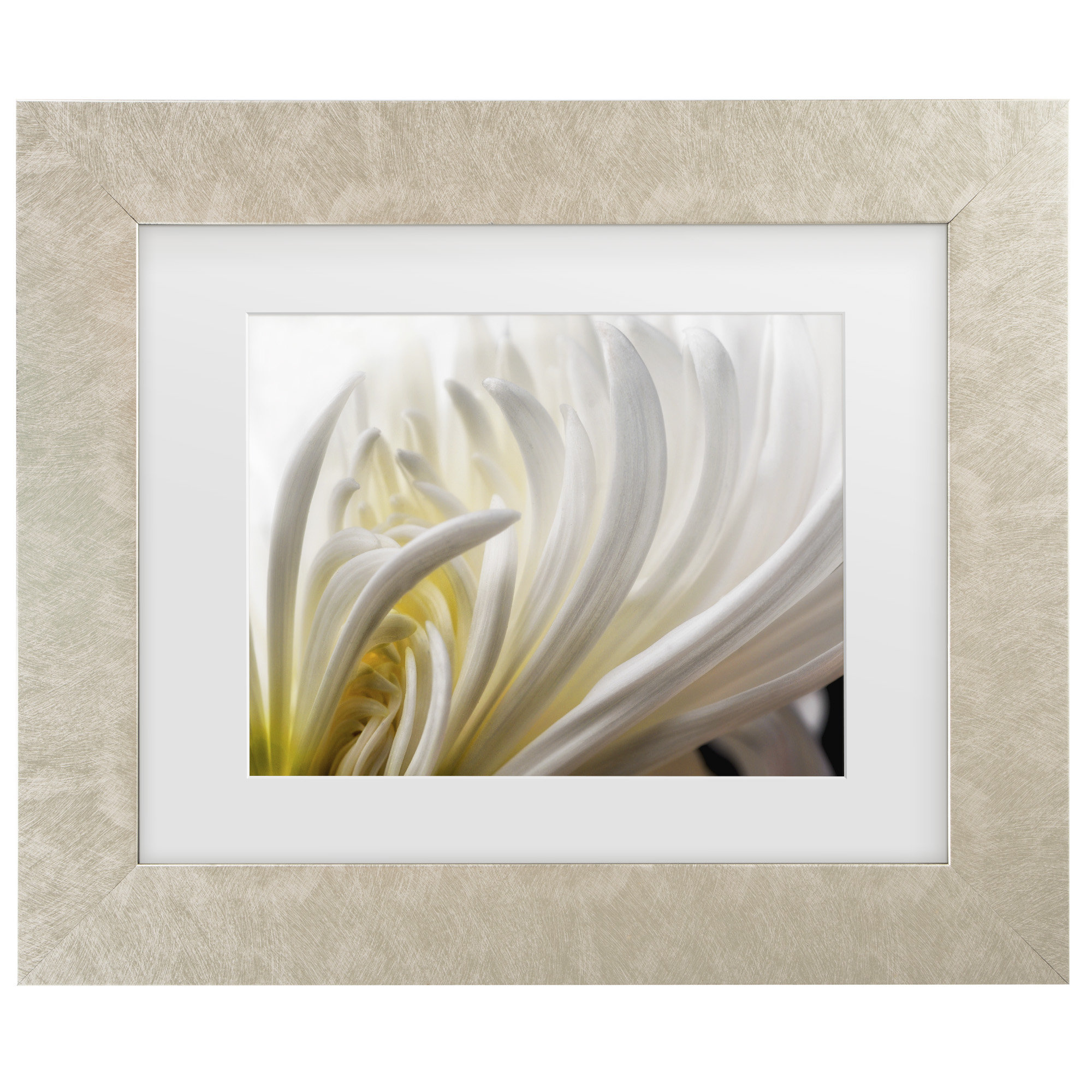 Ebern Designs Bolog David Rothstein Dahlia 5 Matted Framed Art | Wayfair