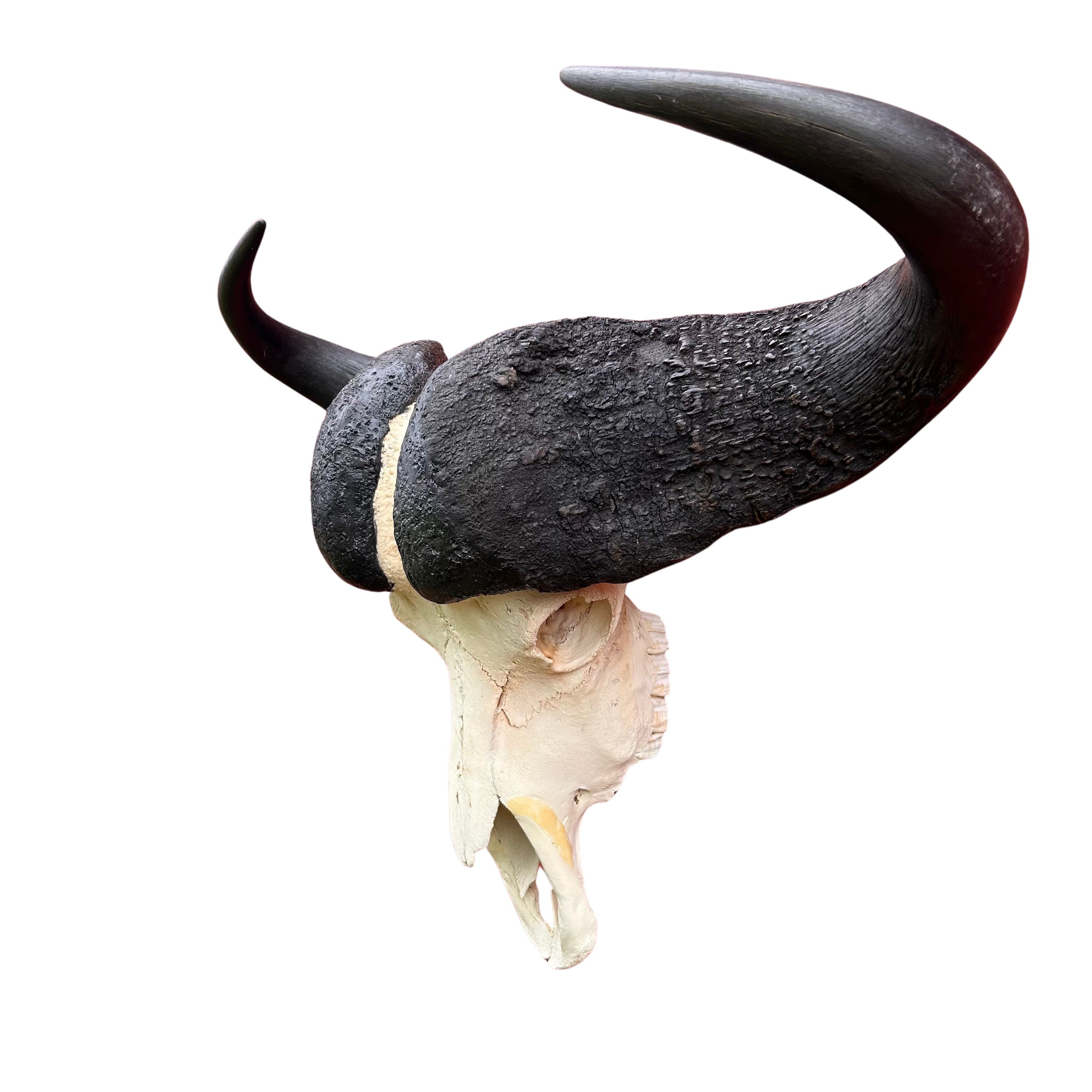 Cowhides USA Real Cape Buffalo Skull | Wayfair