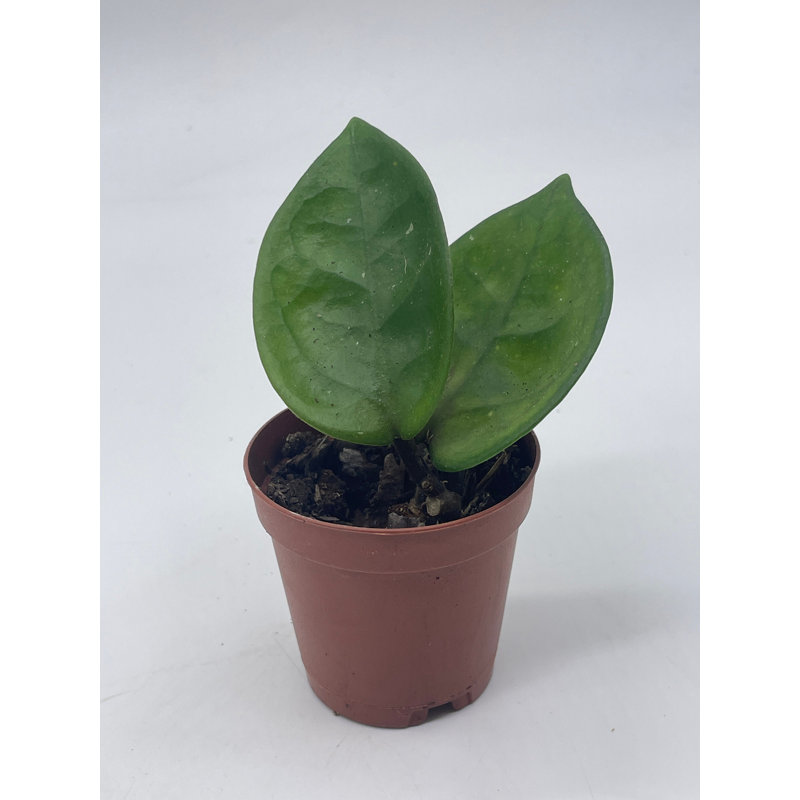Florida House Plants Hoya Chelsea In A 2 Inch Pot | Wayfair