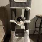 Archie & Oscar™ 43" Robyn Cat Tree & Reviews | Wayfair