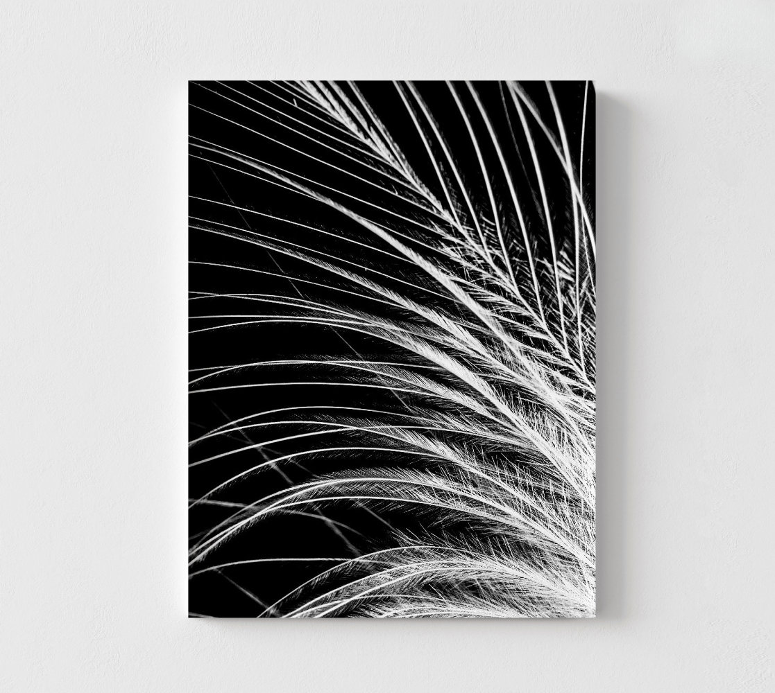 WeFrameArt Feather Photography Wall Art, Framed Feather Wall Decor ...