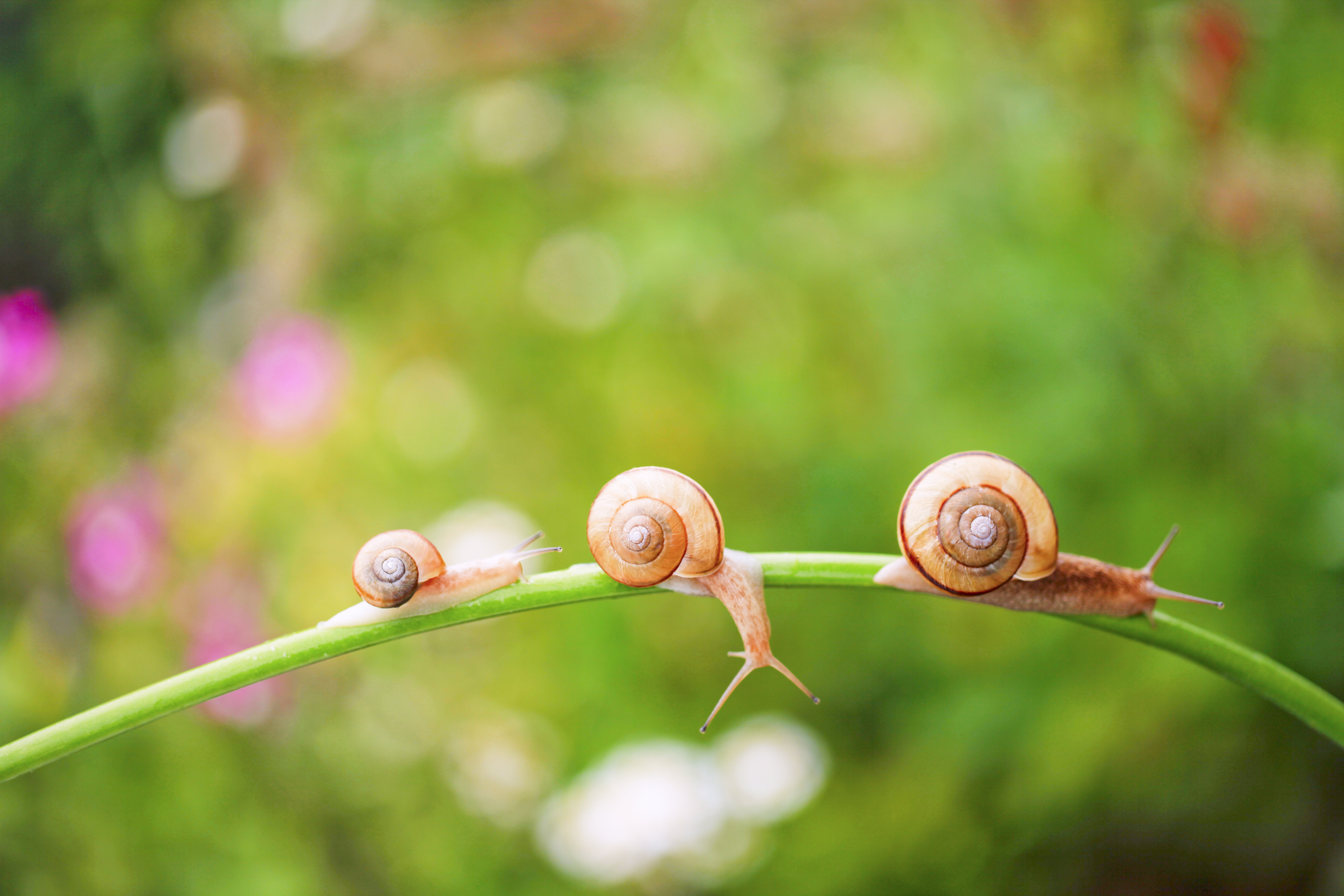 Ebern Designs Snail - Wrapped Canvas Photograph | Wayfair