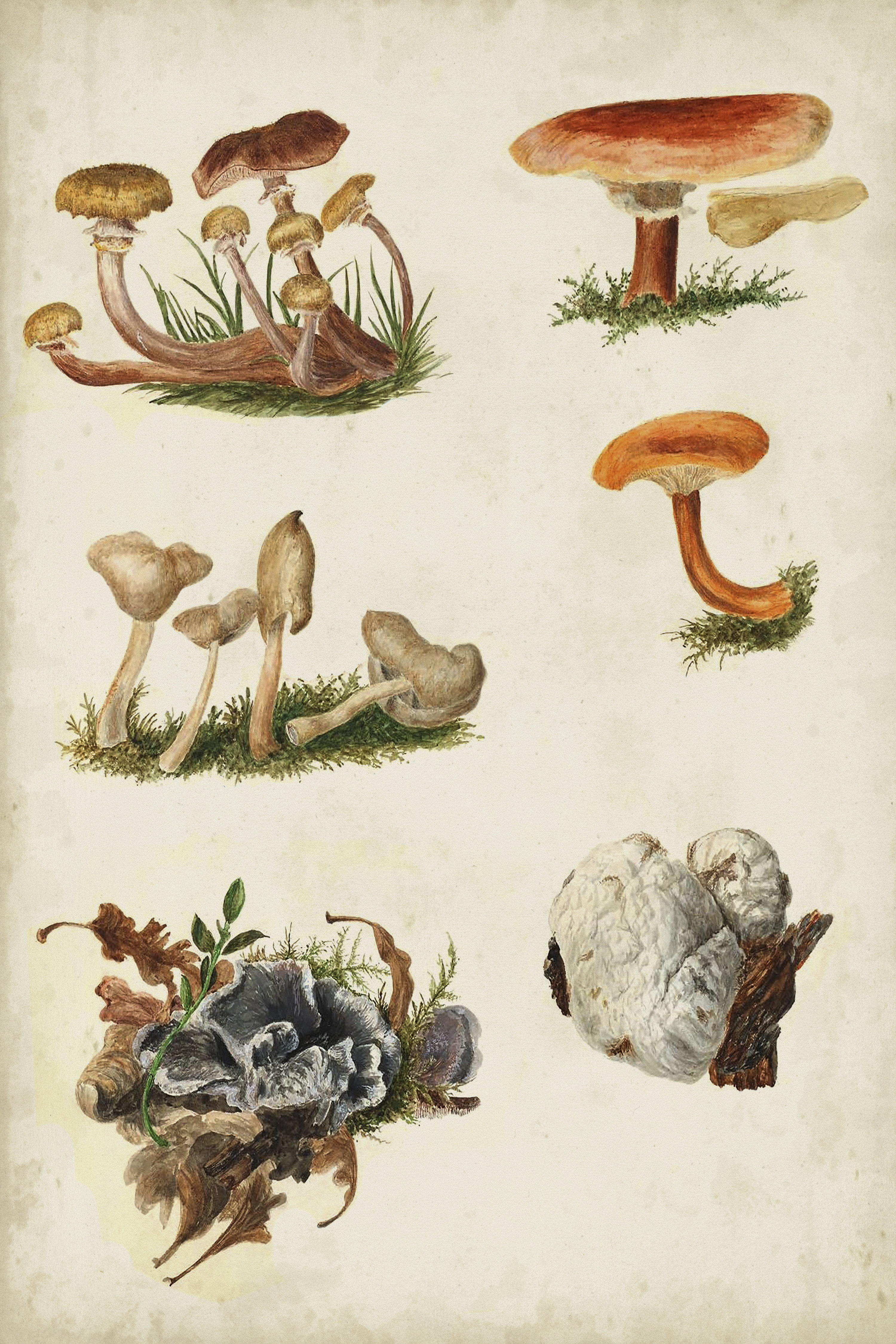 August Grove® Mushroom Species X On Canvas by Vision Studio Print | Wayfair