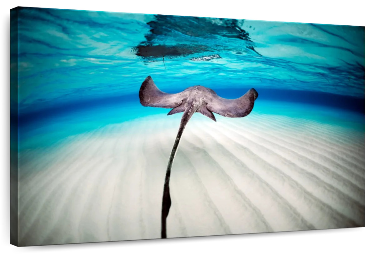 Ebern Designs Stingray Underwater Scenery - Wayfair Canada